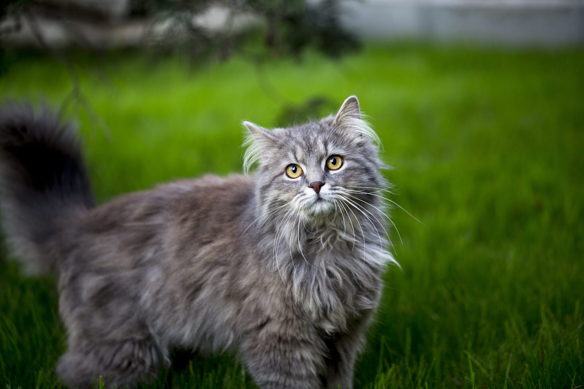 Maine Coon - Hybrid Katzen